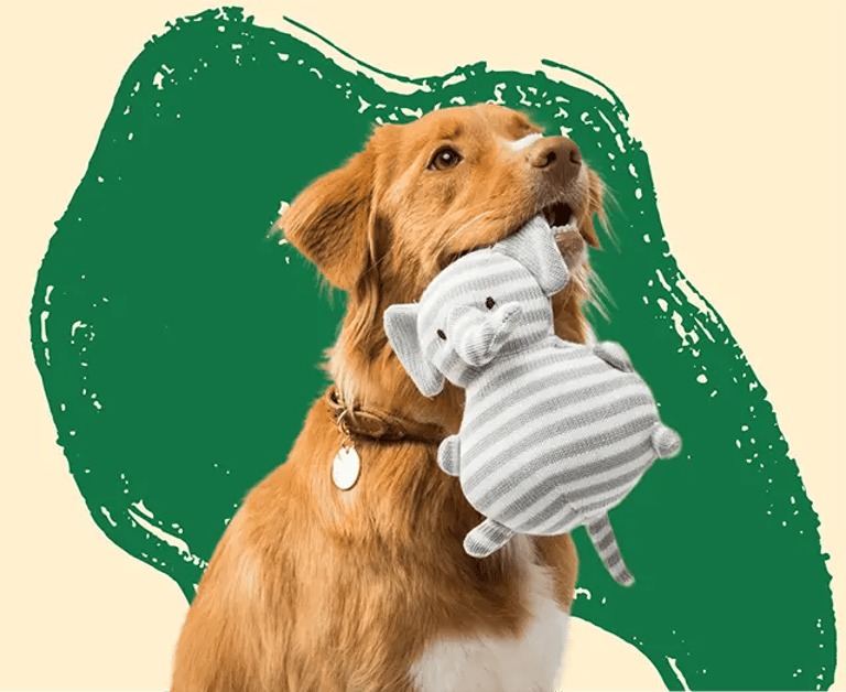 Pet Sitting, Boarding & Daycare in Singapore | Godpawrents