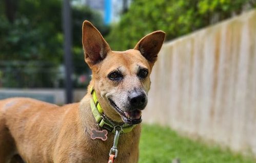 5 Popular HDB-Approved Dog Breeds in Singapore for 2024